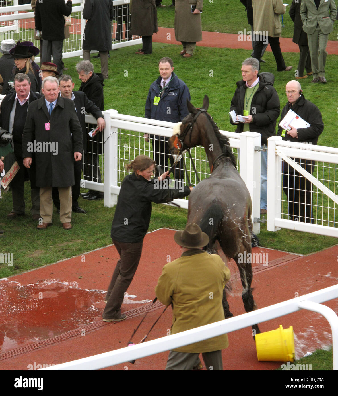 Horse racing spectator cheltenham hi-res stock photography and images ...