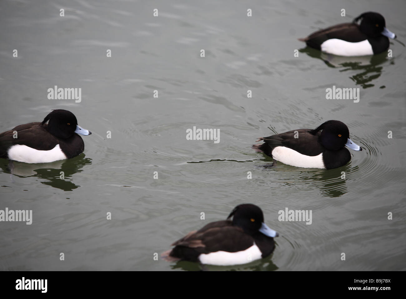 Panda ducks in the grounds of the Imperial Palace, Tokyo, Japan Stock ...
