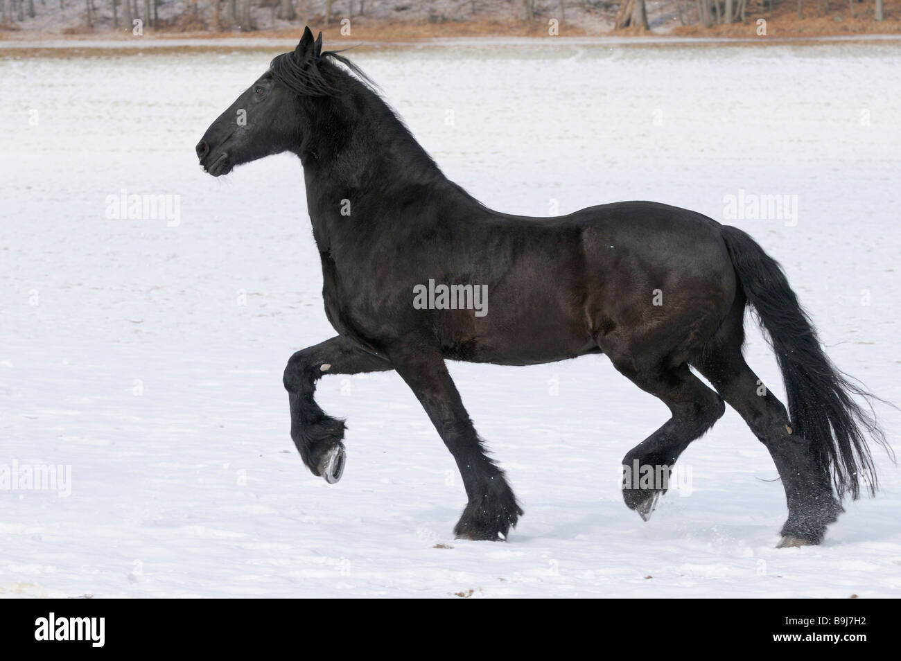 Friesian horse in snow Stock Photo - Alamy