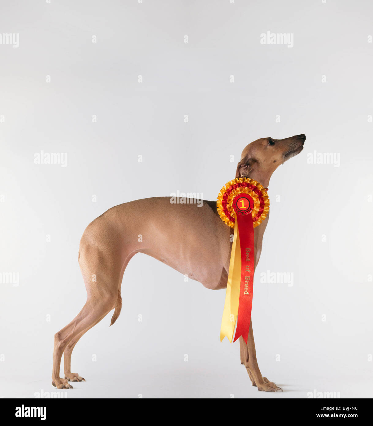Ribbon prize hi-res stock photography and images - Alamy