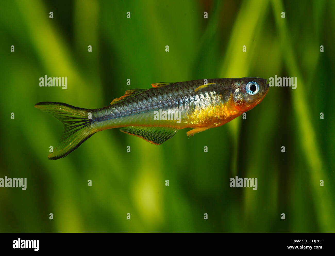 Forktail Blue-eye (Pseudomugil furcatus, Pseudomugil furcata) from New ...