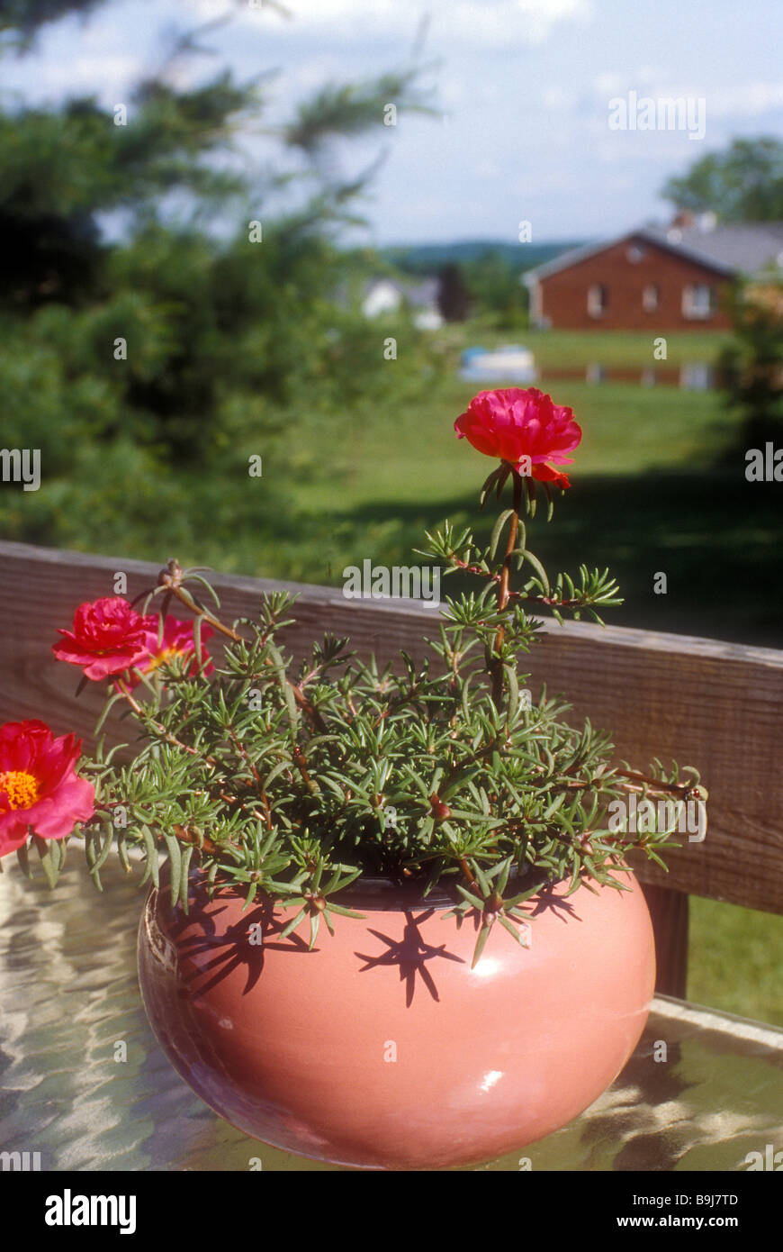 Container grown roses hi-res stock photography and images - Alamy