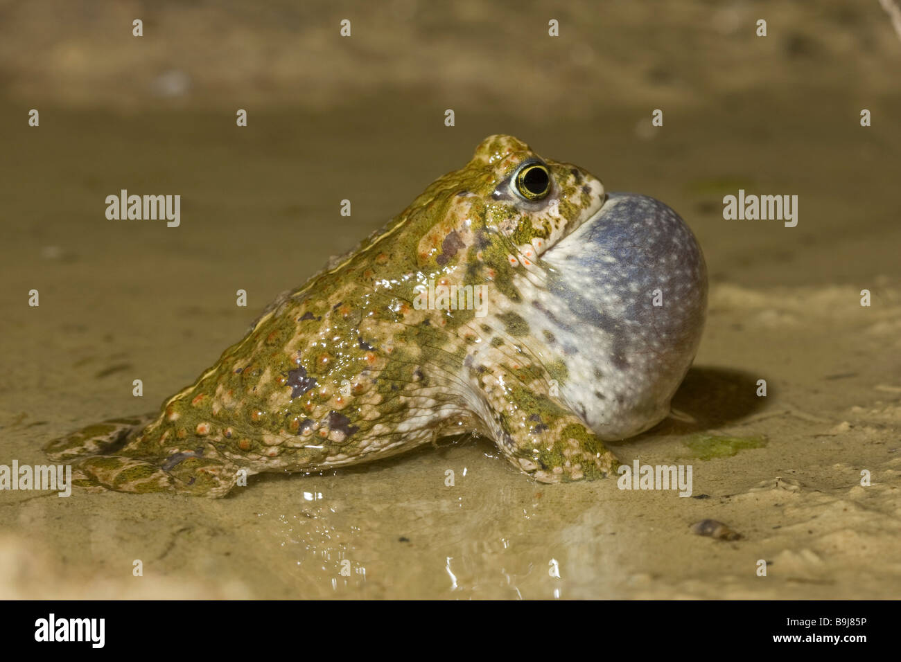 Toads mating in water hi-res stock photography and images - Alamy
