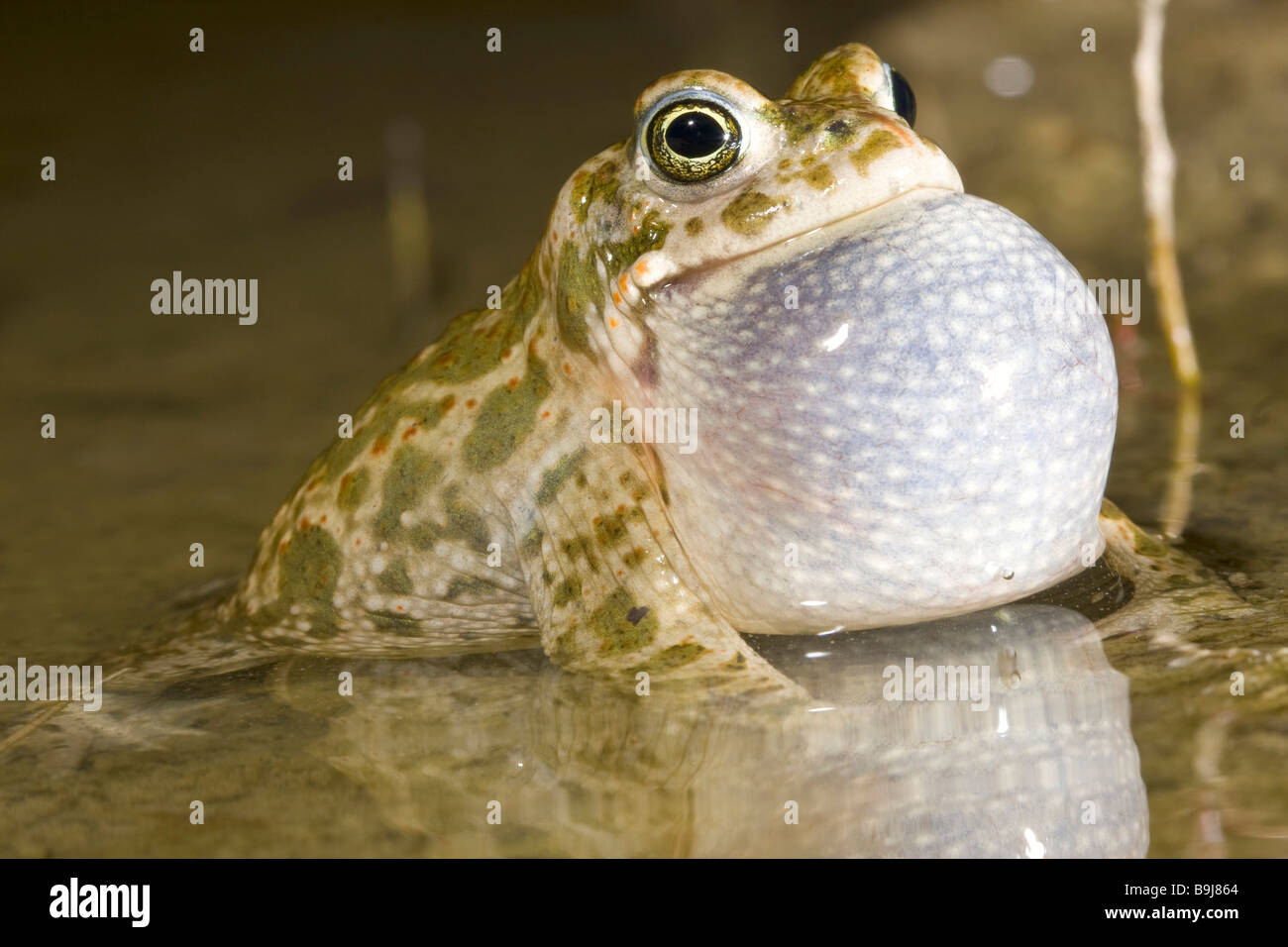 Toads mating in water hi-res stock photography and images - Alamy