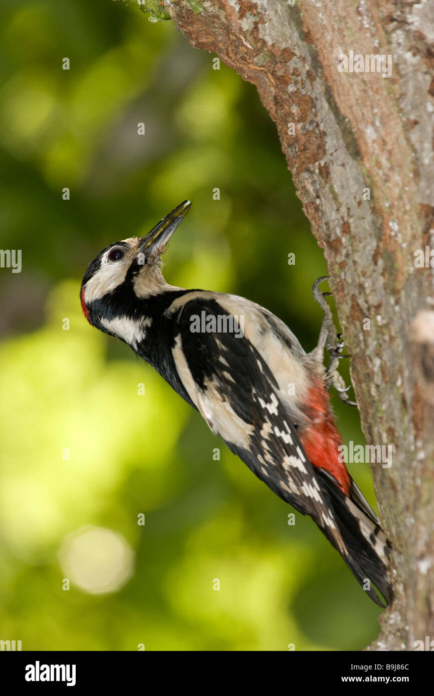 Great Spotted Woodpecker (Dendrocopos major Stock Photo - Alamy