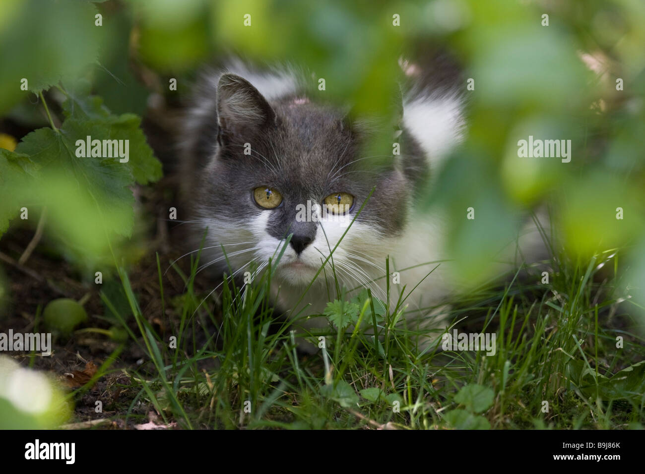 Cat ready to pounce hi-res stock photography and images - Alamy