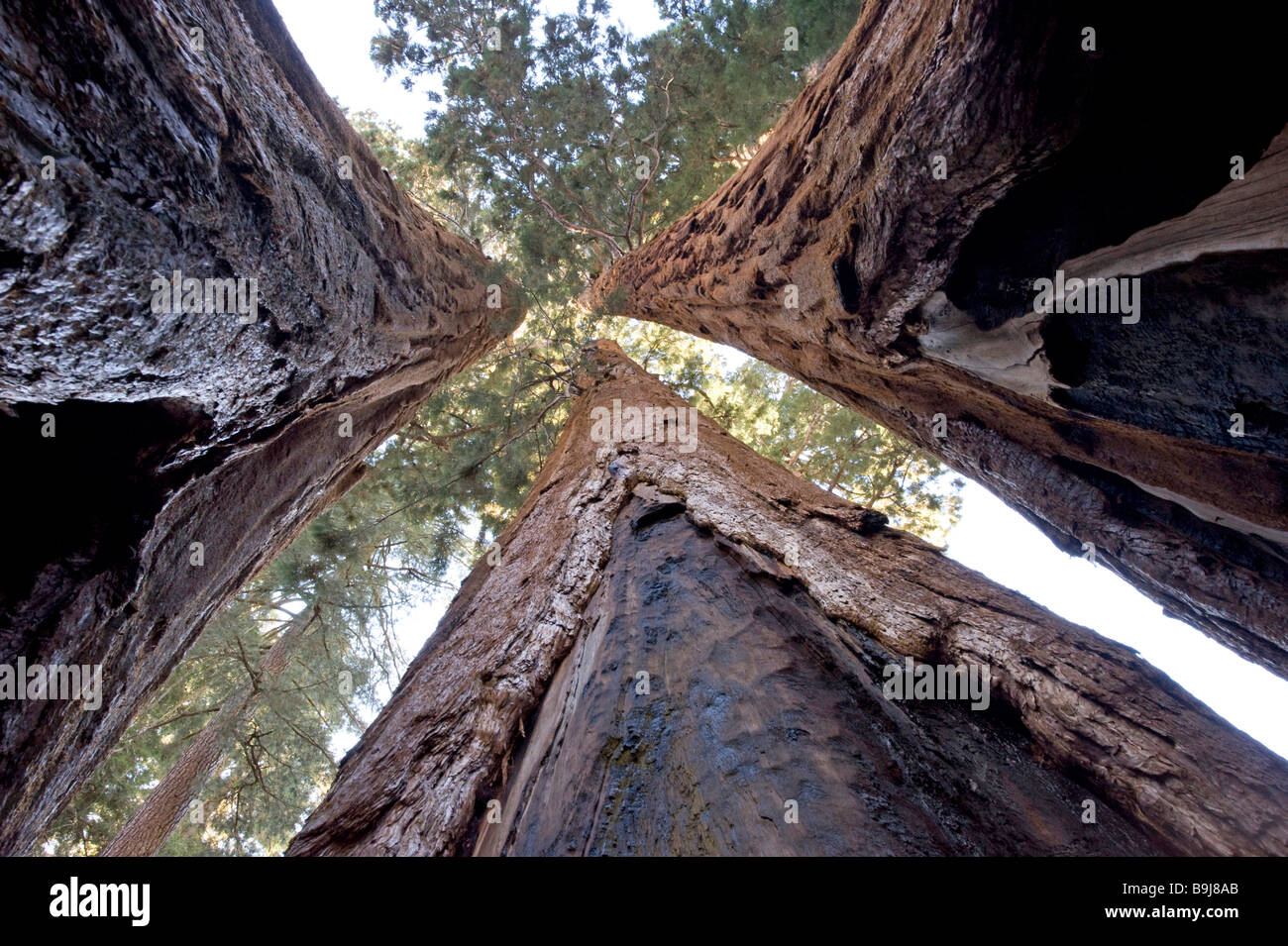 Giant Sequoias (Sequoiadendron giganteum) from below, Giant Forest, Sequoia National Park ...