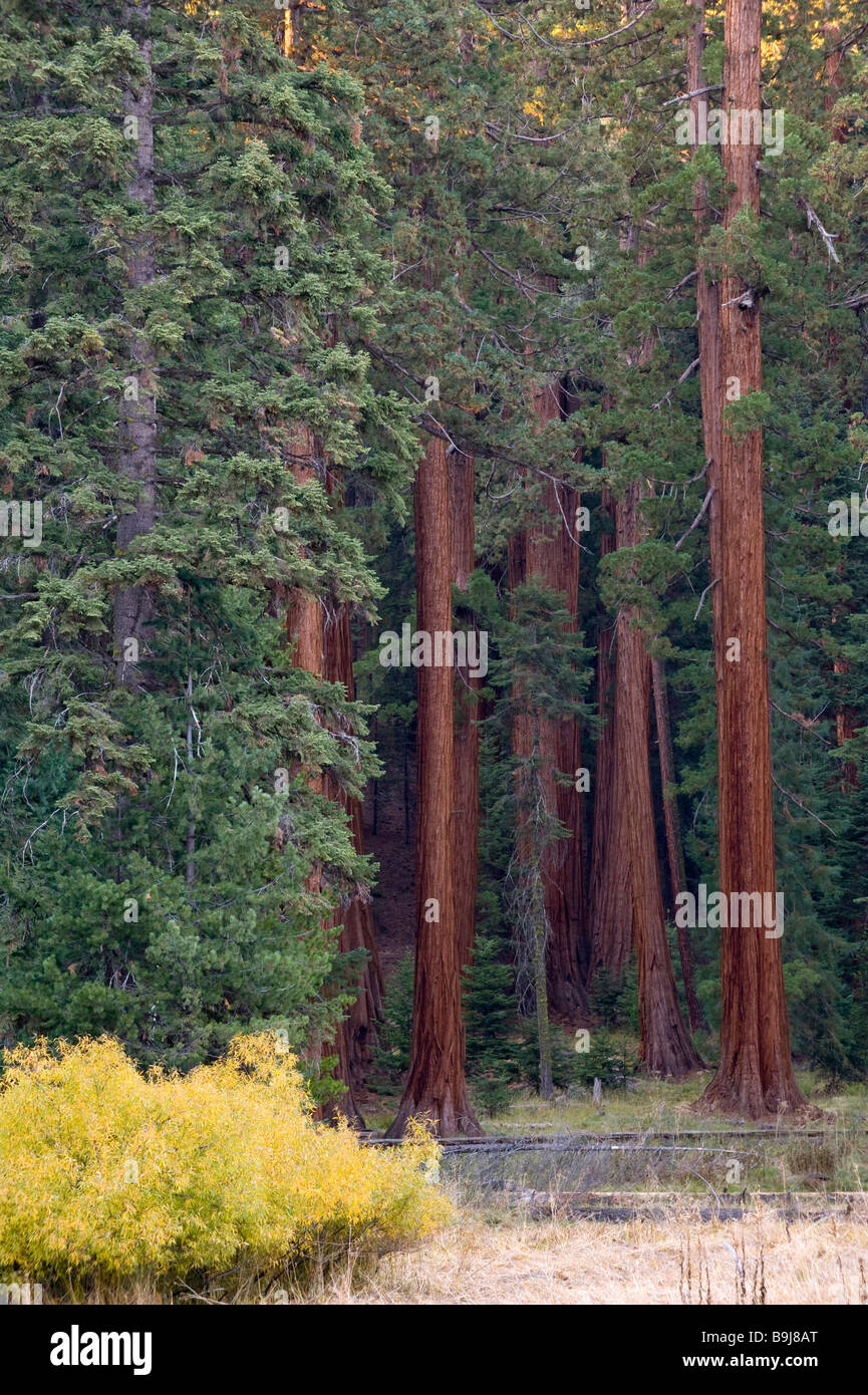 Giant Sequoias (Sequoiadendron giganteum), Giant Forest, Sequoia National Park, California, USA ...