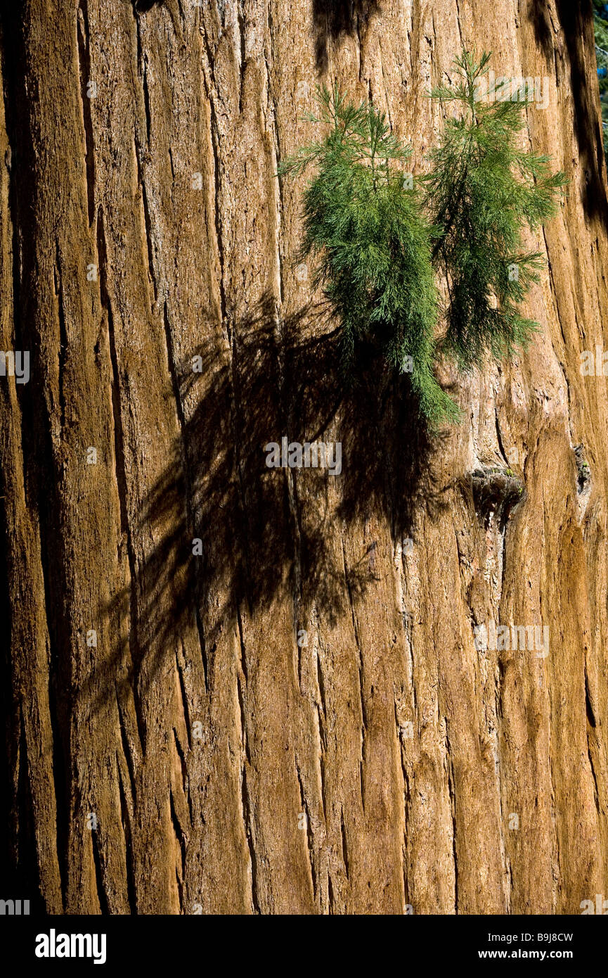 Giant Sequoia (Sequoiadendron giganteum), detail, Giant Forest, Sequoia ...