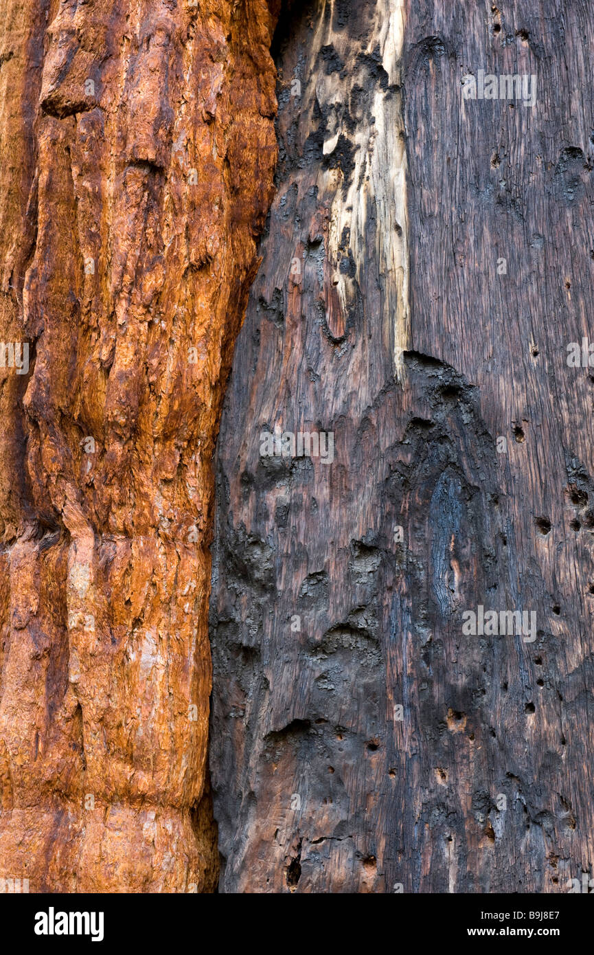 Large Giant Sequoia Sequoiadendron Giganteum High Resolution Stock ...
