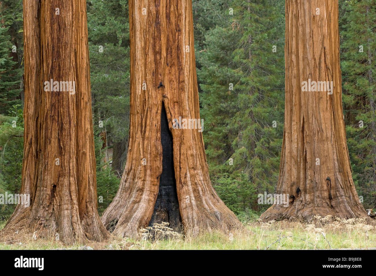 Trunks of Giant Sequoias (Sequoiadendron giganteum), Giant Forest, Sequoia National Park ...