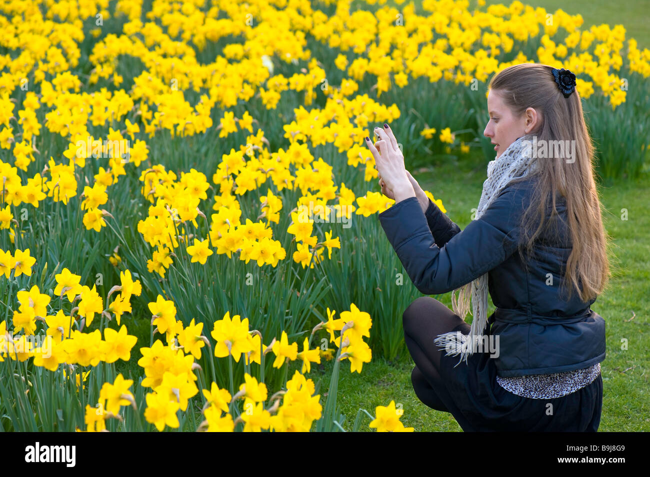 Yellow daffodils in spring blossom St James's Park London United ...