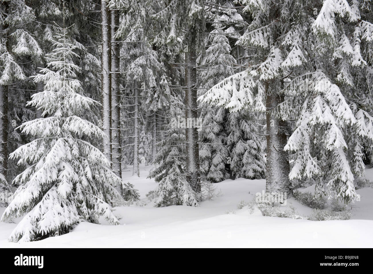 Nationalpark harz brocken hi-res stock photography and images - Alamy