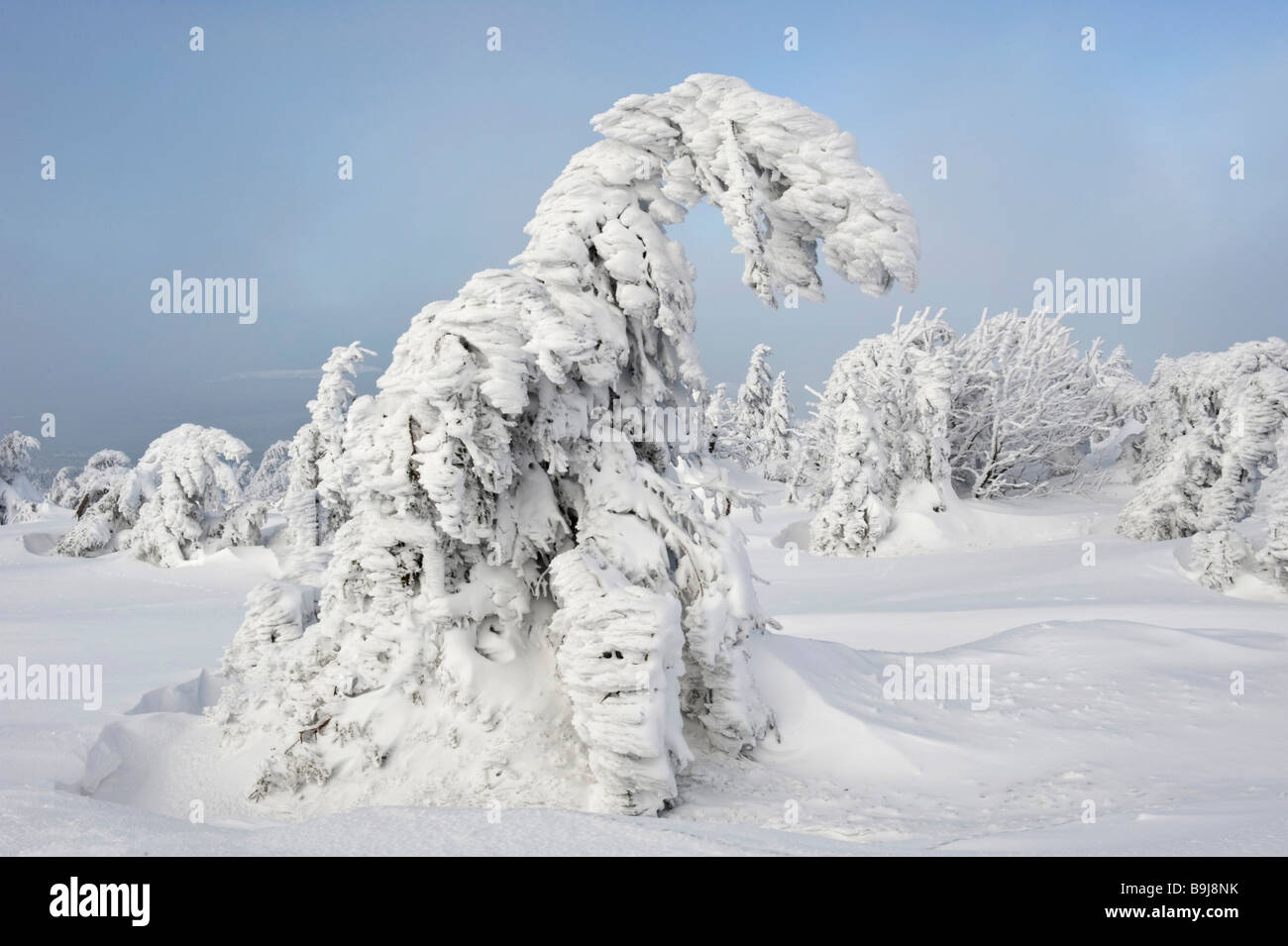 Snow-covered spruce trees, Brocken, Blocksberg, Harz National Park ...