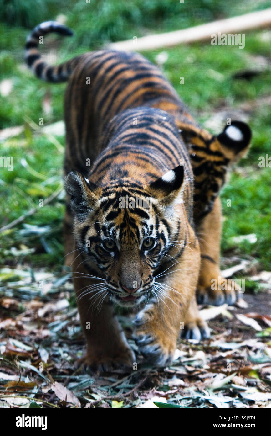 San Francisco Zoo Tiger High Resolution Stock Photography and Images ...