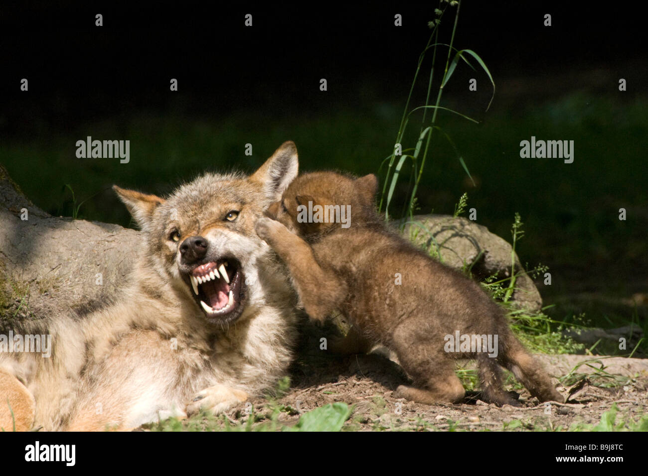 Wolf baring teeth hi-res stock photography and images - Alamy