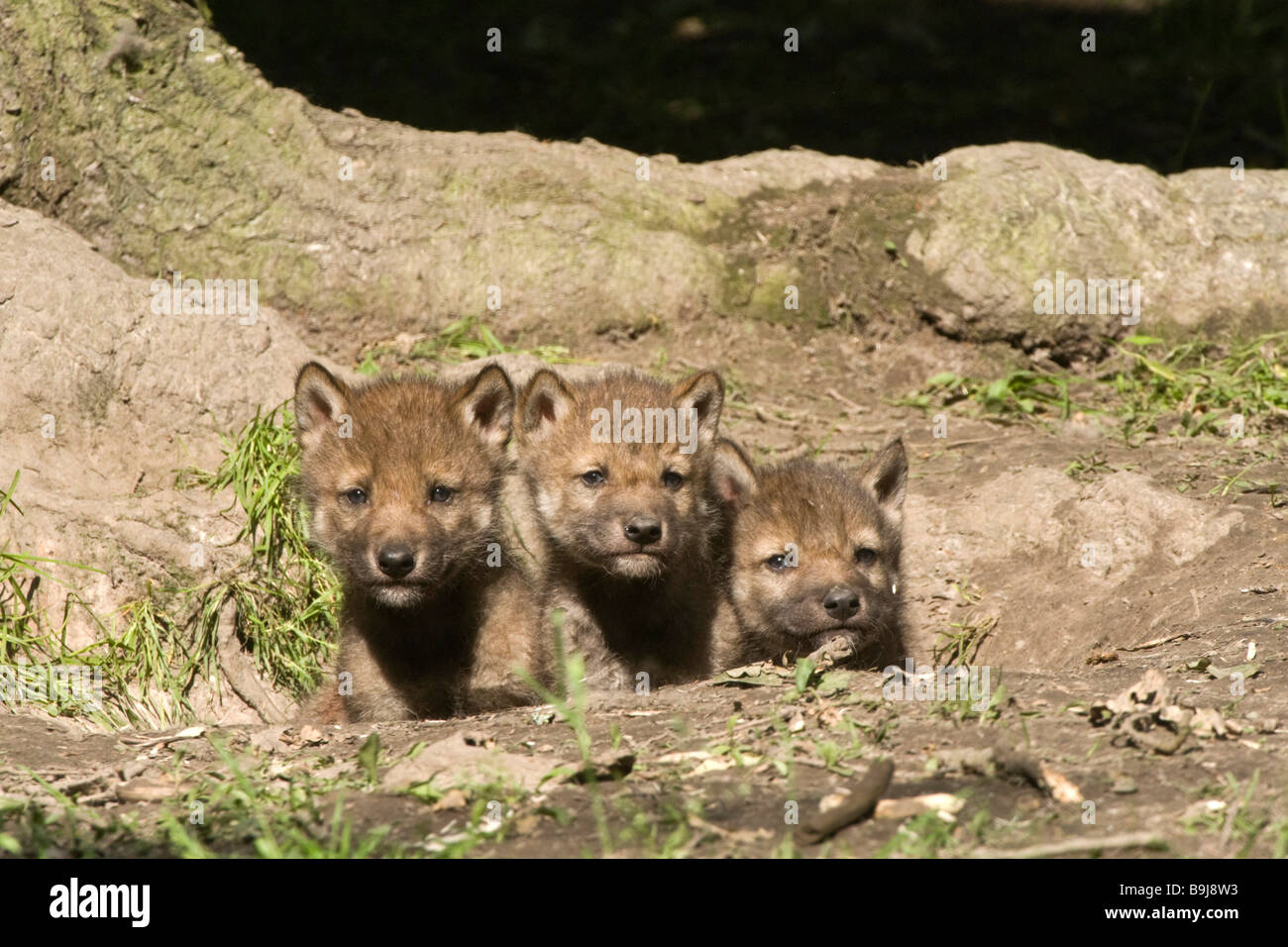 Gray Wolves (Canis lupus), young animals at the burrow, Sababurg zoo ...