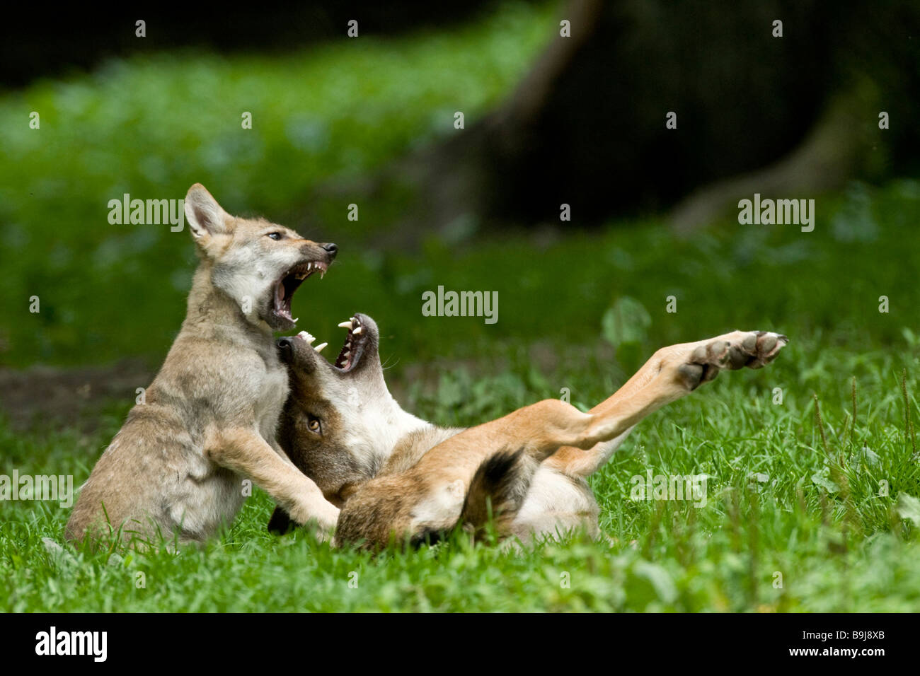 Gray Wolves (Canis lupus), adult playing with young animal, Sababurg ...