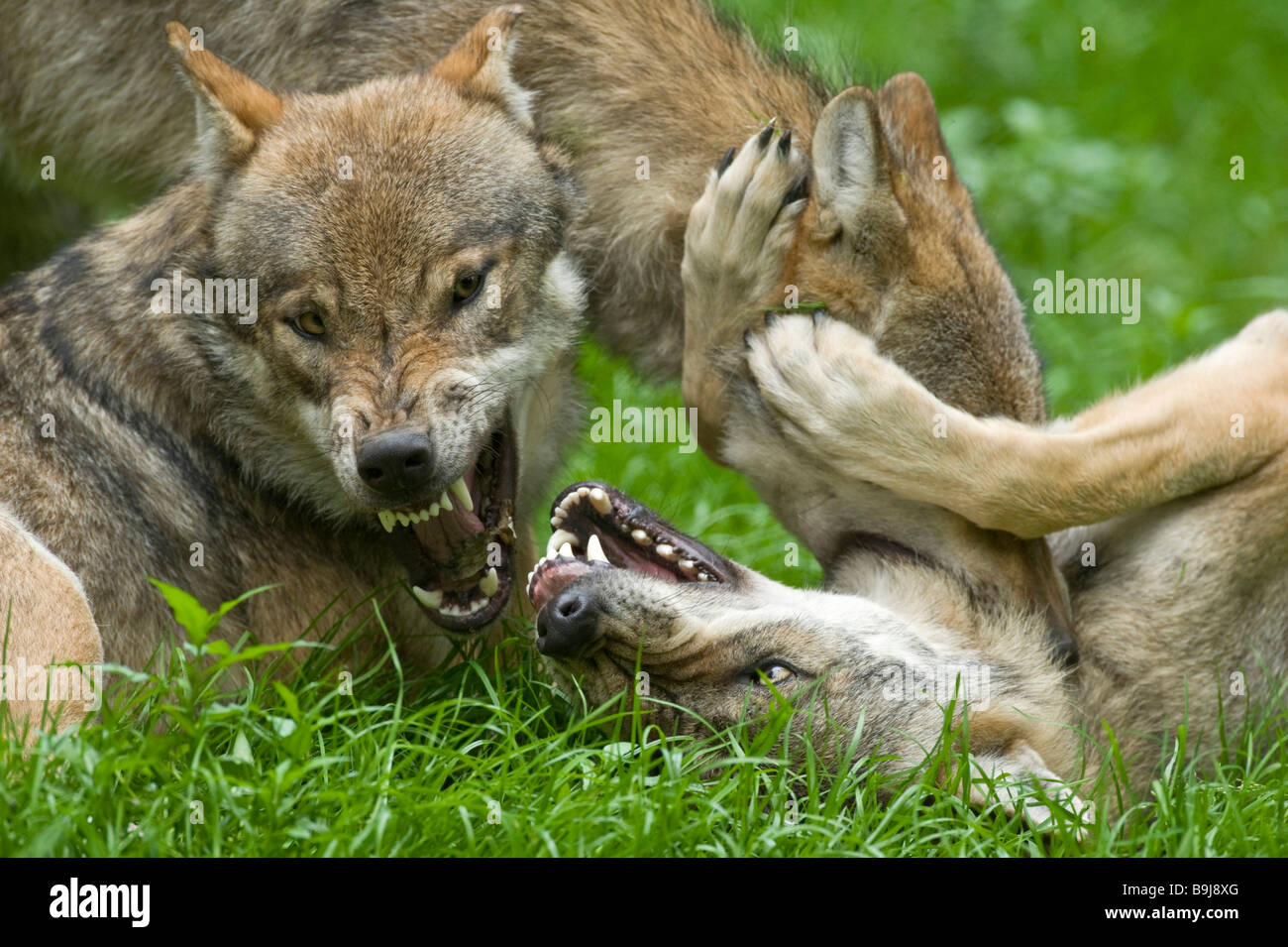 Gray Wolves (Canis lupus), adult fighting, Sababurg zoo, Hofgeismar ...