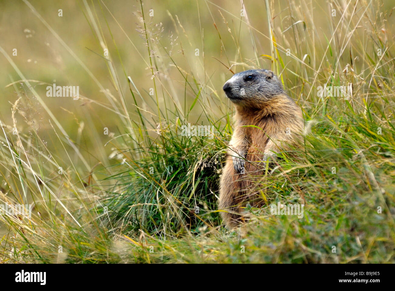 Murmeltier tier hi-res stock photography and images - Alamy