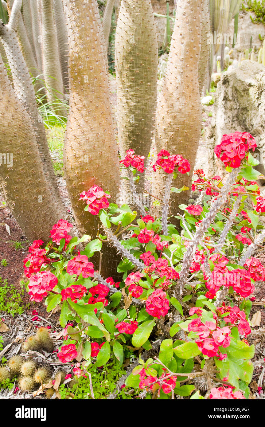 Euphorbia cactus hi-res stock photography and images - Alamy