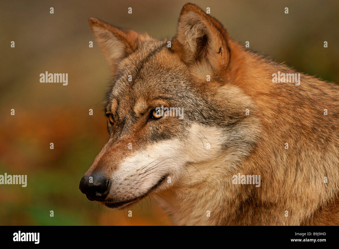 Grey Wolf (Canis lupus Stock Photo - Alamy