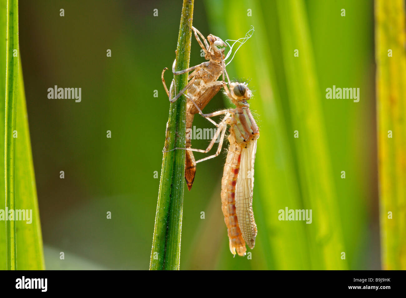 Hatching dragonfly hi-res stock photography and images - Alamy