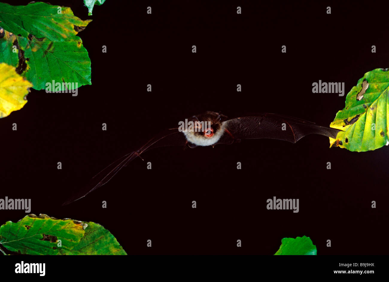 Natterer's Bat (Myotis nattereri) flying Stock Photo - Alamy