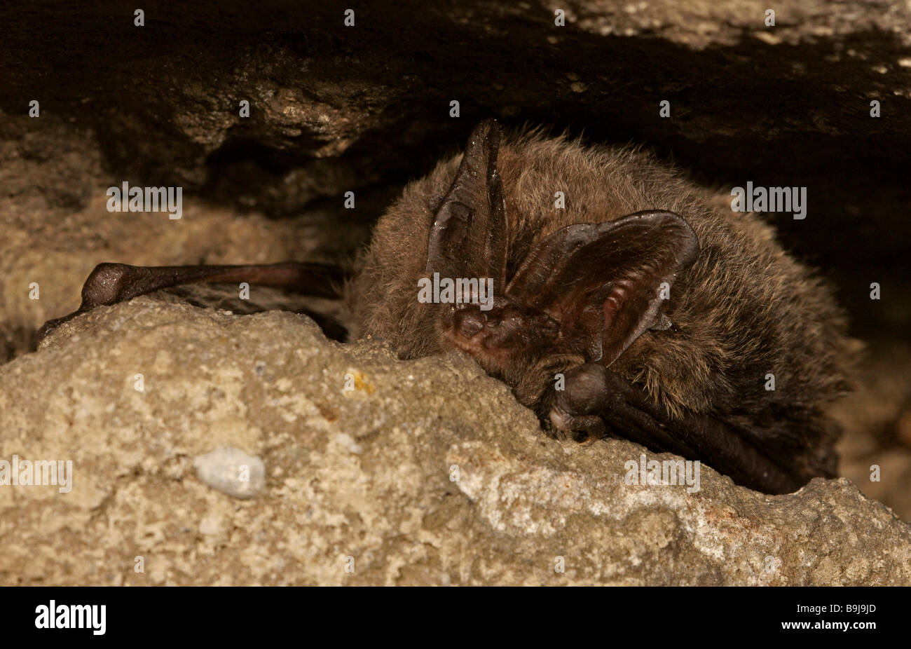 Mopsfledermaus hi-res stock photography and images - Alamy