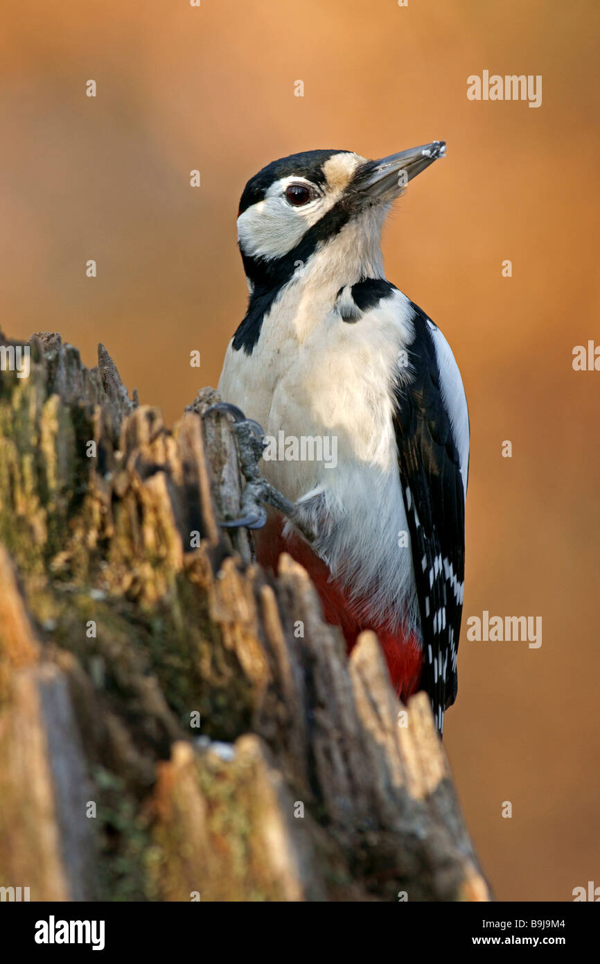 Great Spotted Woodpecker (Dendrocopos major), male Stock Photo - Alamy