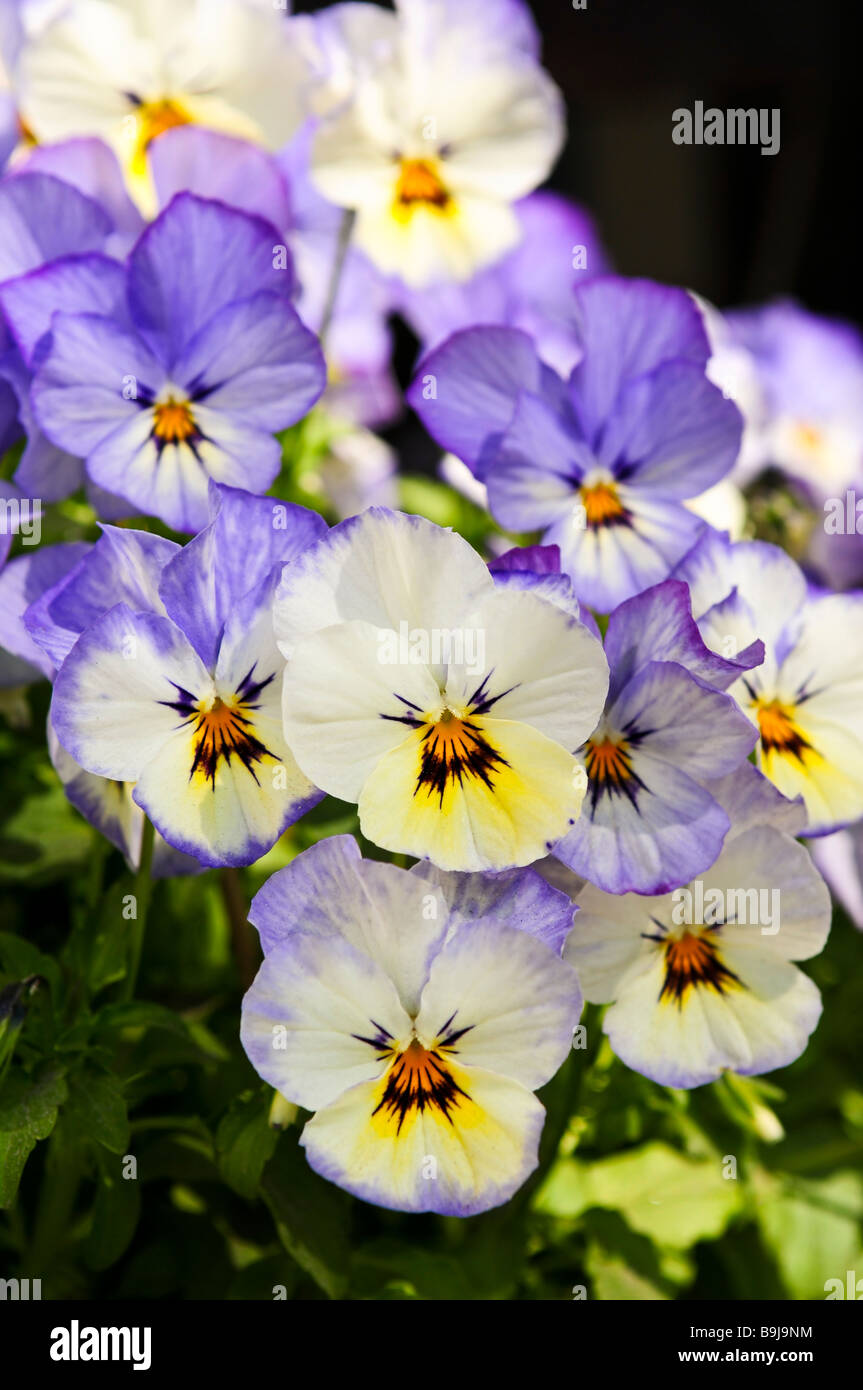 Purple and yellow violet hi-res stock photography and images - Alamy