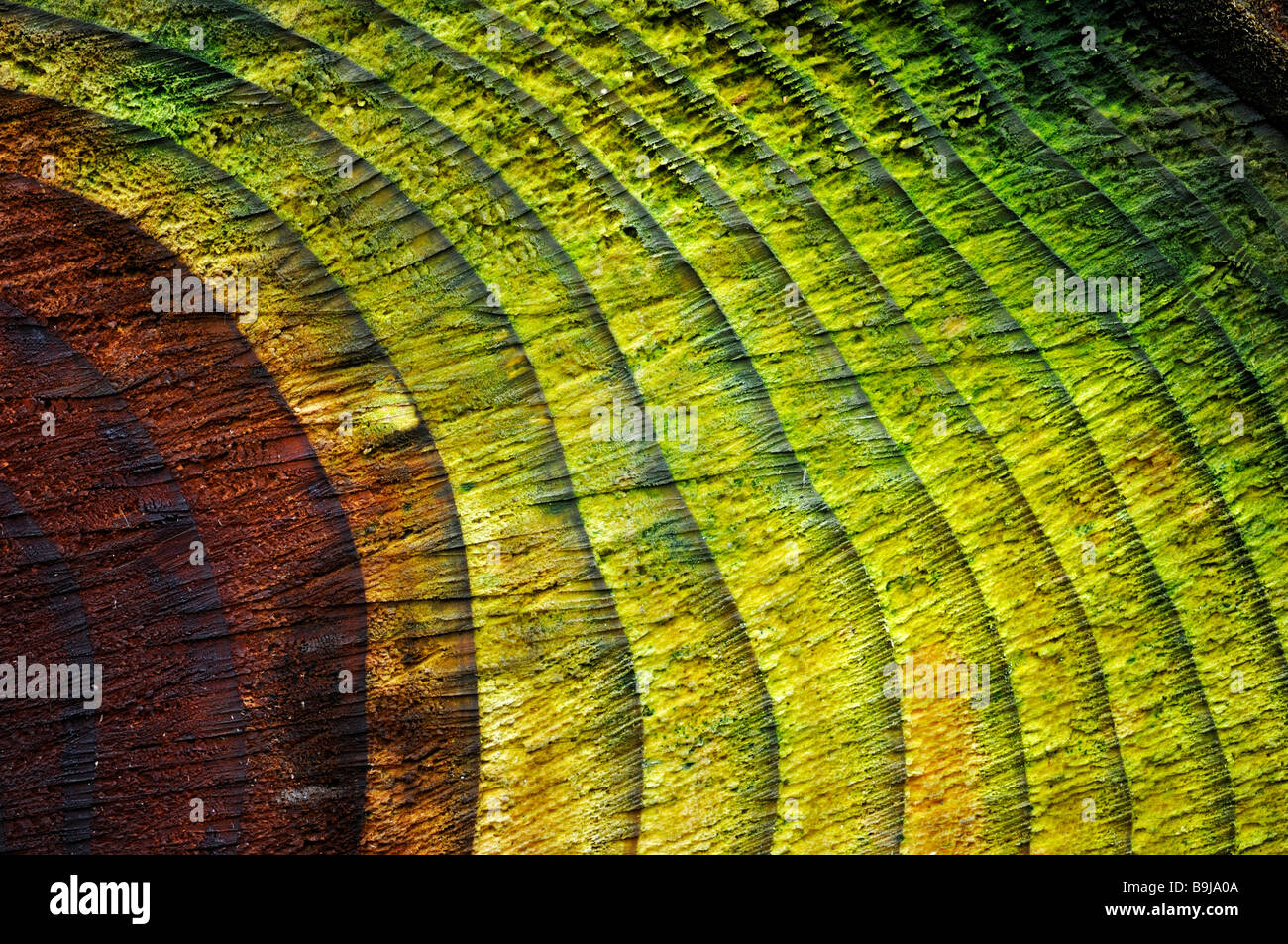Annual growth rings of a tree hi-res stock photography and images - Alamy
