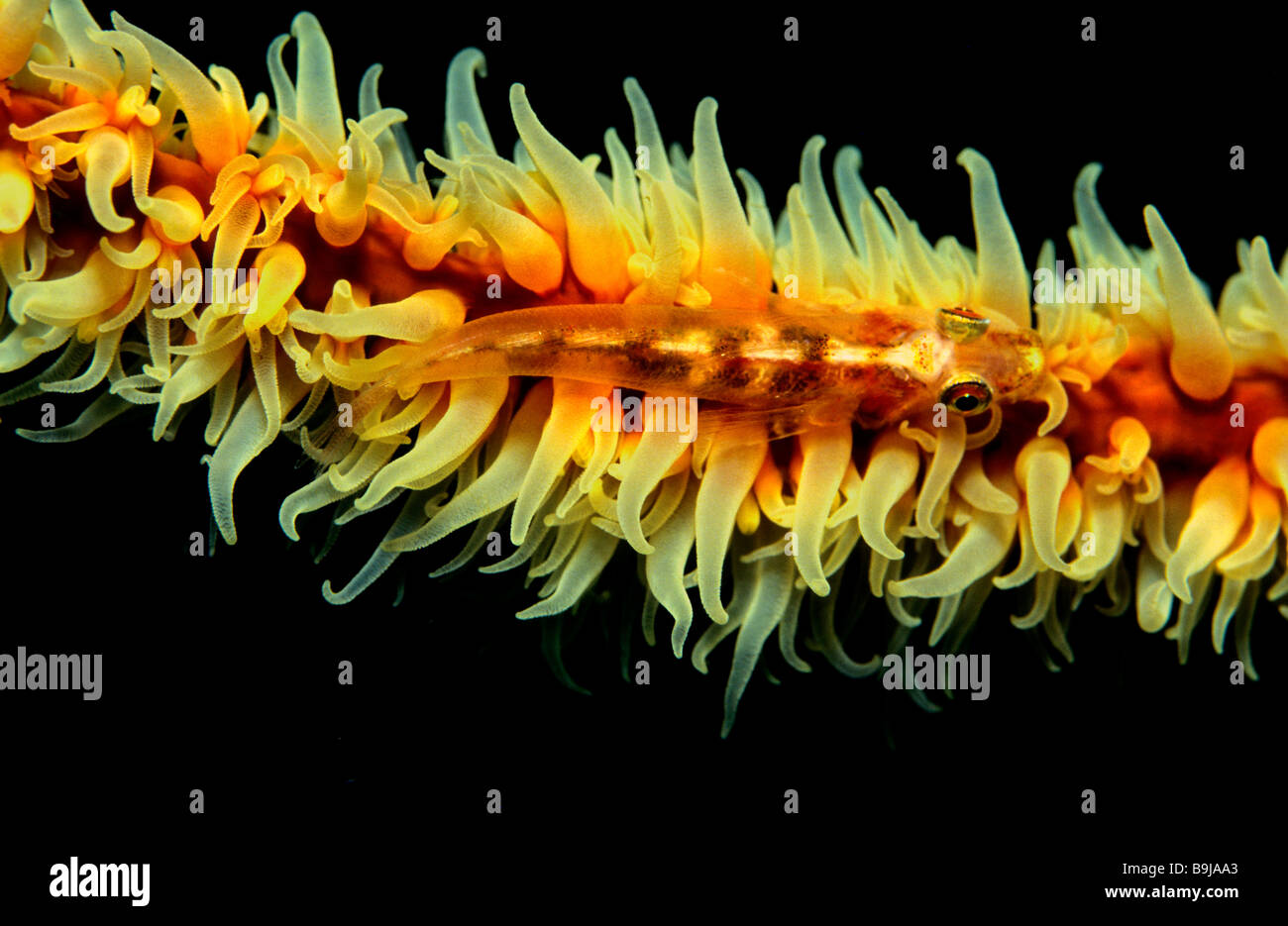 Loki Whip Goby Stock Photos & Loki Whip Goby Stock Images - Alamy