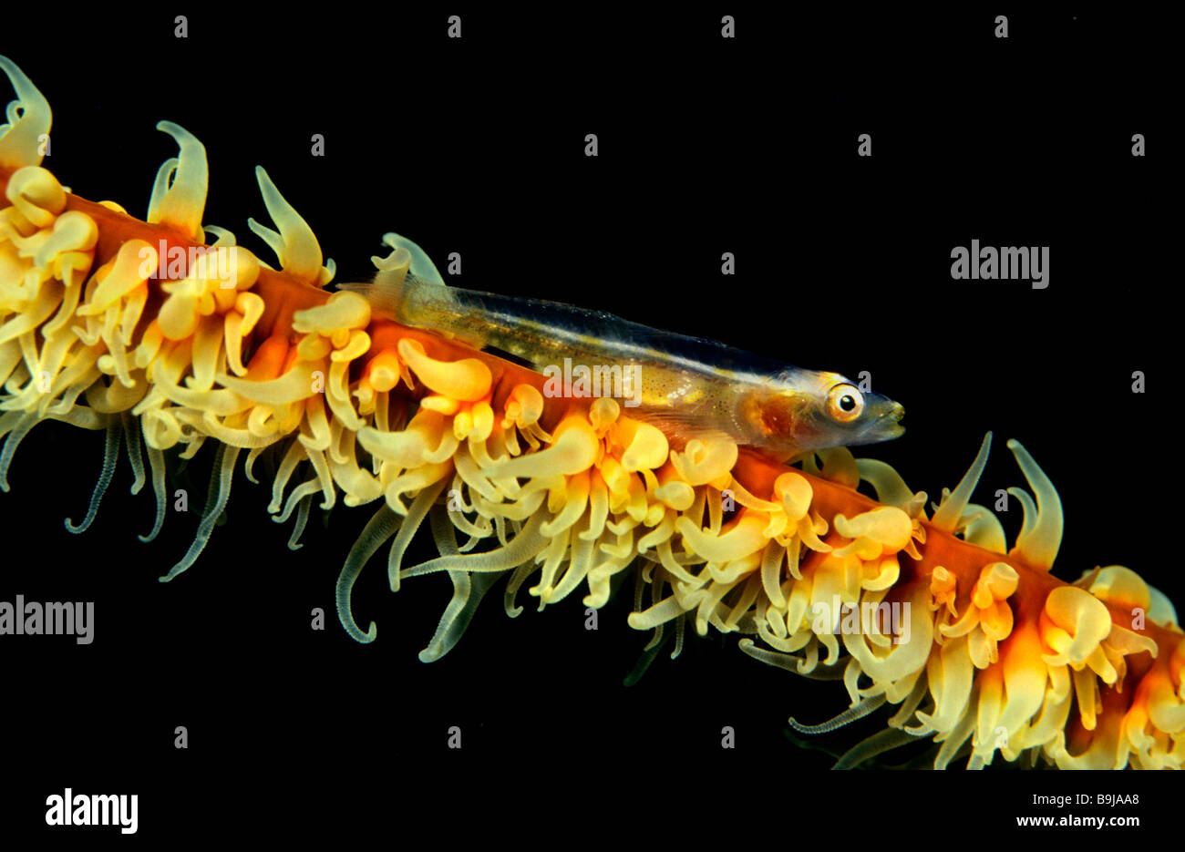 Loki whip goby, Bryaninops loki, Maldives Stock Photo - Alamy