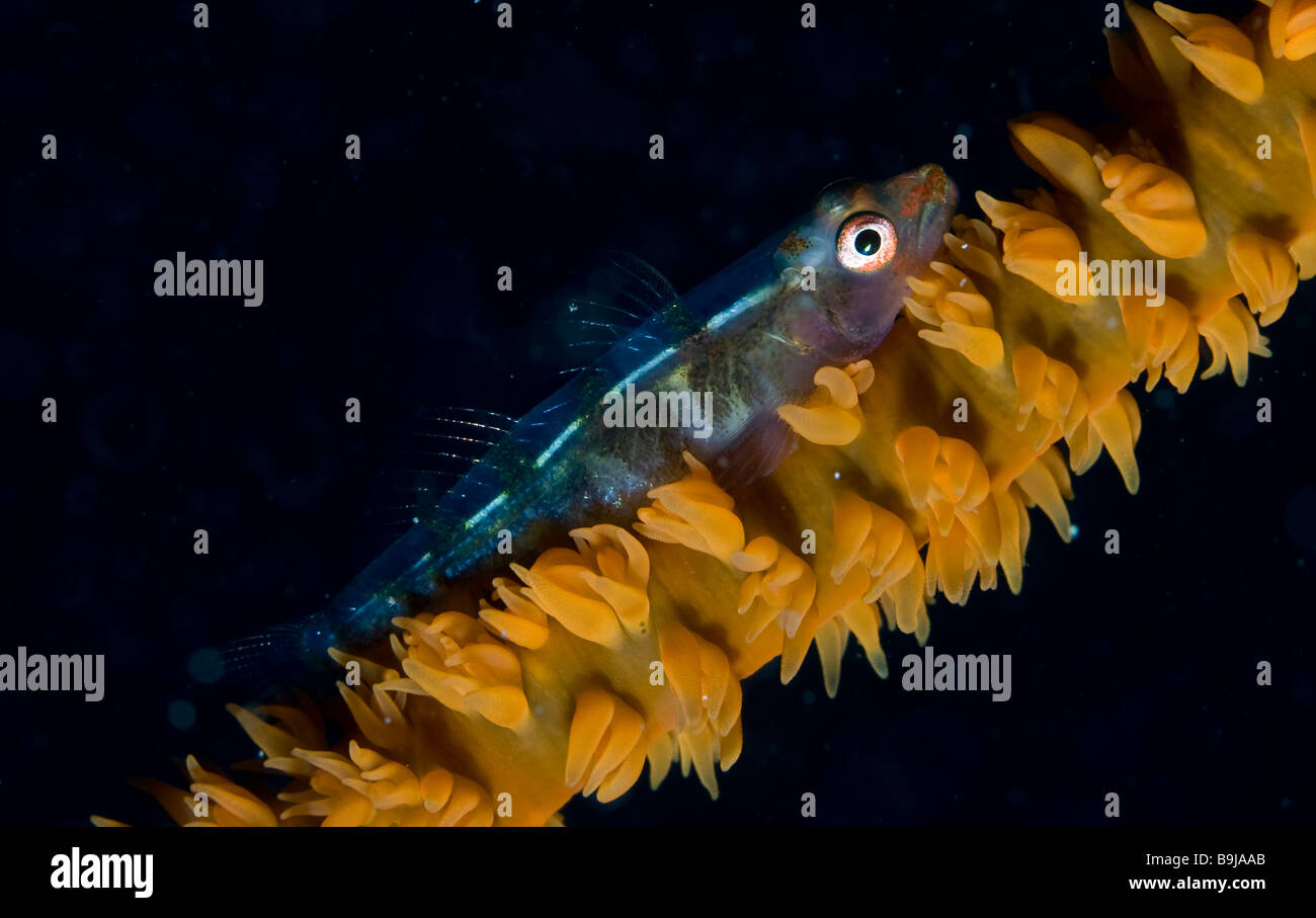 Loki whip goby, Bryaninops loki, Indonesia Stock Photo - Alamy