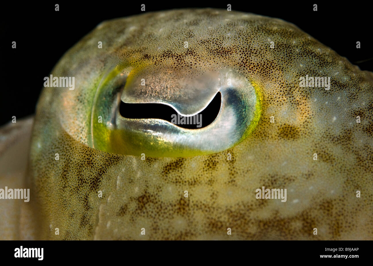Eye of a Broadclub Cuttlefish (Sepia latimanus Stock Photo - Alamy