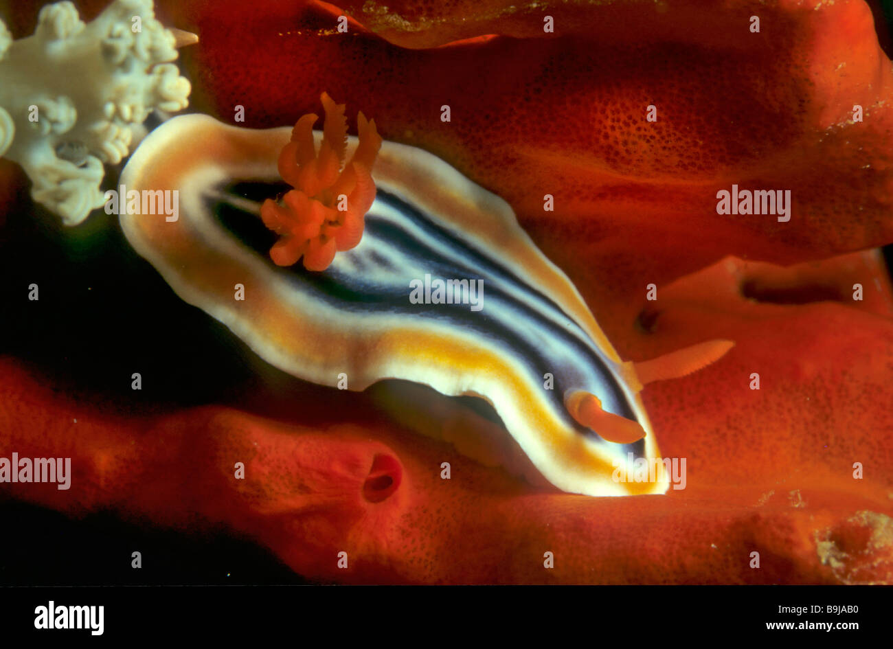 Pyjama Nudibranch (Chromodoris quadricolor) on a red sponge ...