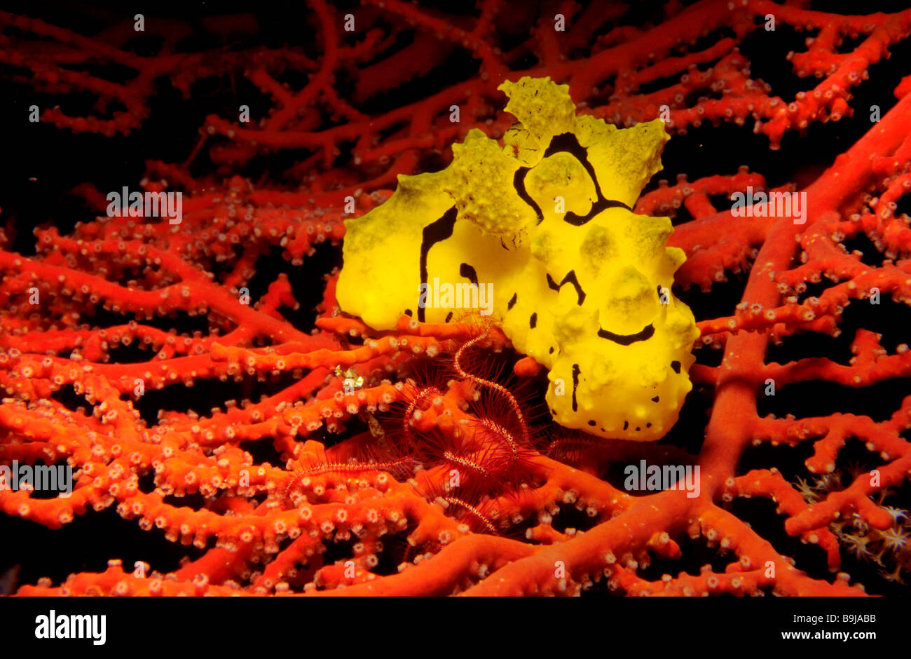 Yellow Nudibranch (Notodoris minor), Philippines, Southeast Asia Stock ...