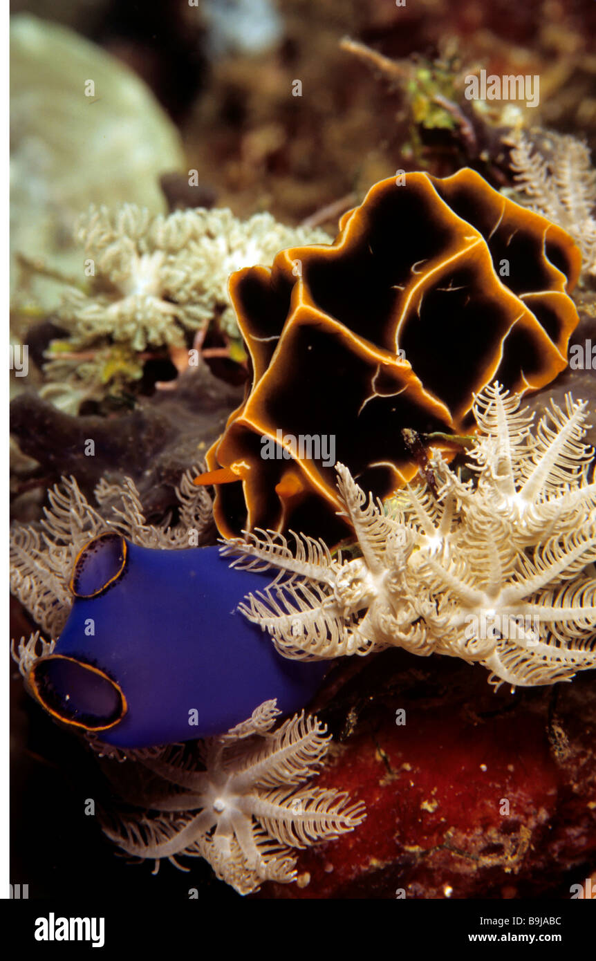 Reticulidia Nudibranch (Reticulidia halgerda), Philippines, Southeast ...