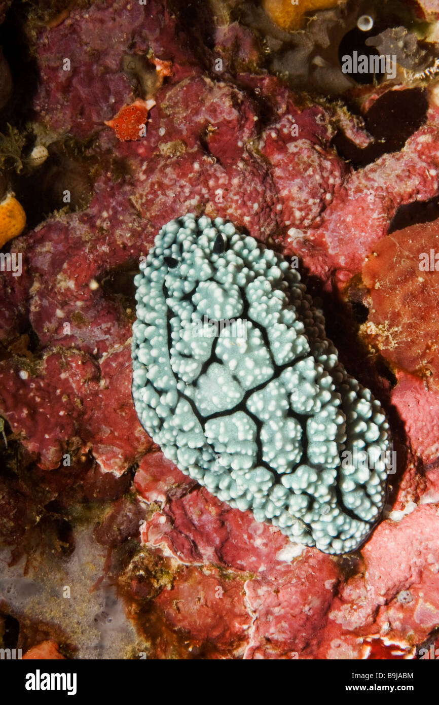 Wart Slug (Phyllidiidae sp), Philippines, Southeast Asia Stock Photo ...