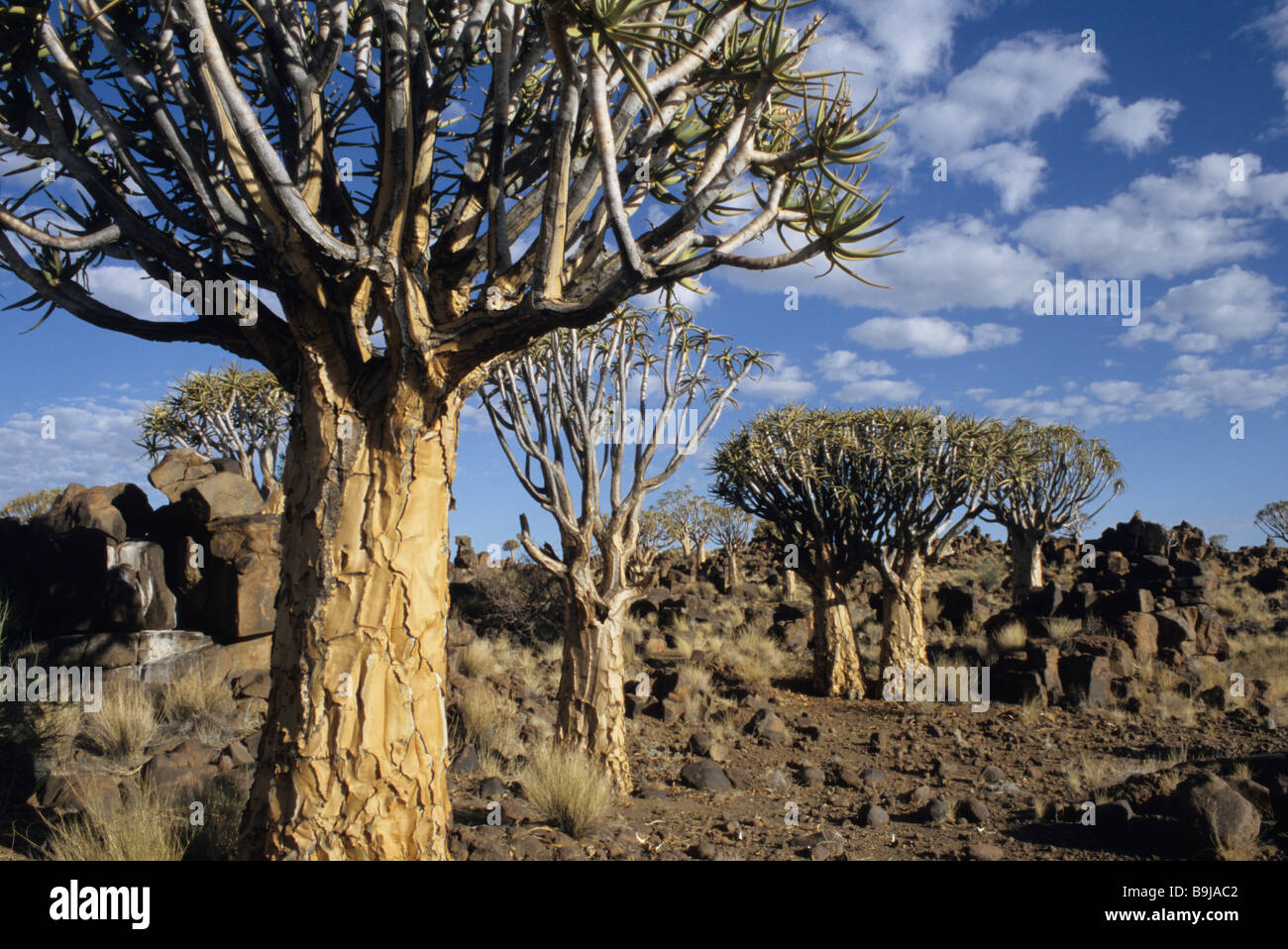 quiver tree forest, namibia Stock Photo - Alamy