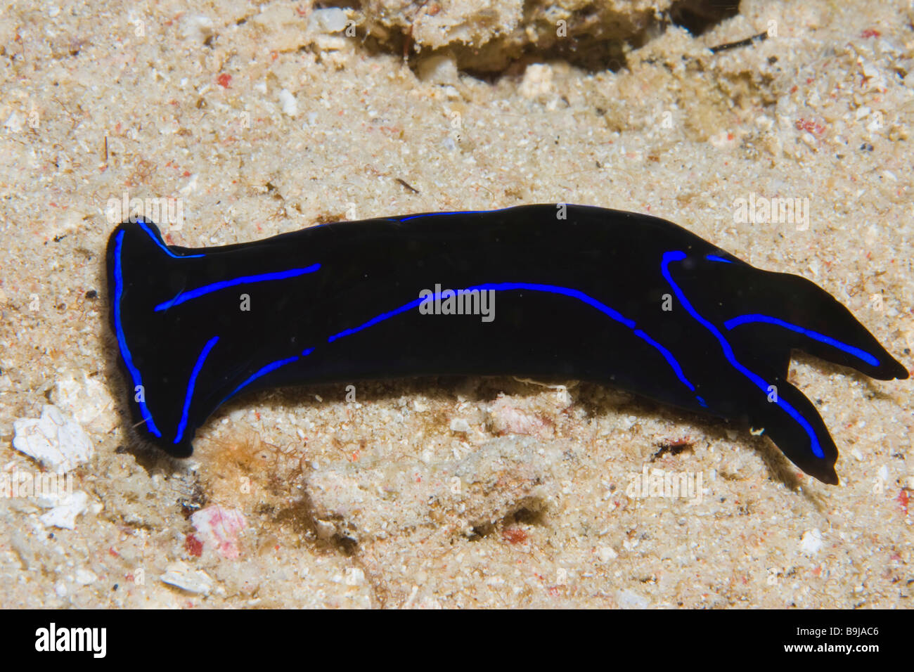 Headshield Slug (Chelidonura varians), Indonesia, Southeast Asia Stock ...