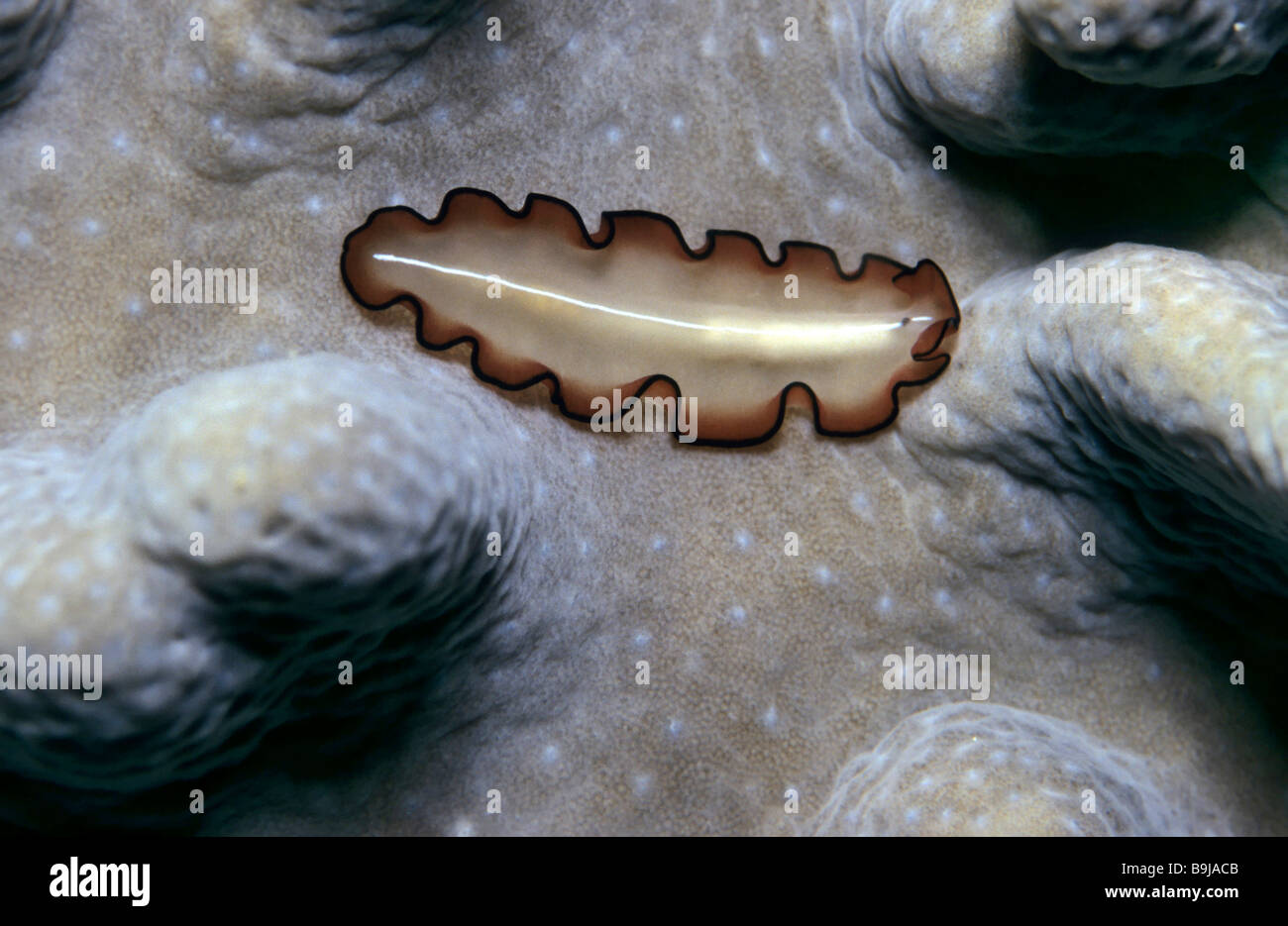 Flat worm hi-res stock photography and images - Alamy