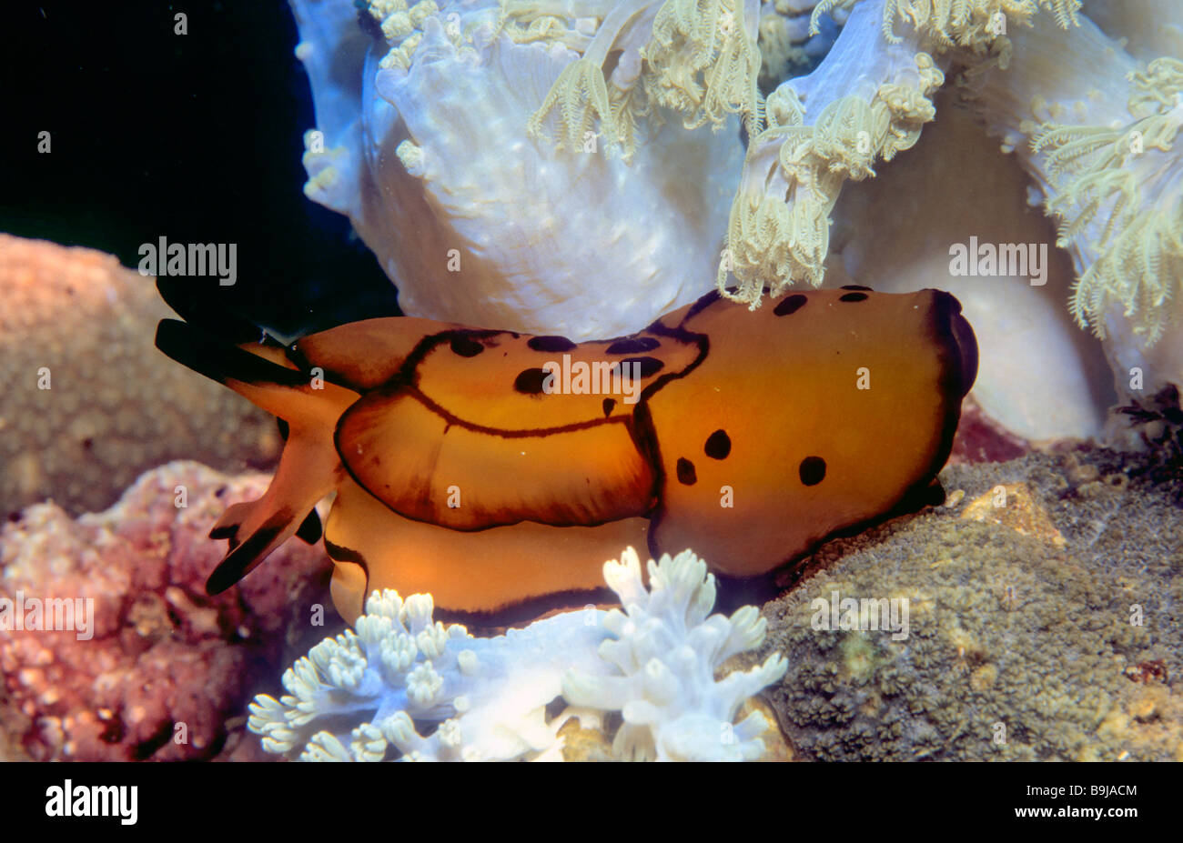 Pleurobranch Sidegill Slug (Berthella martensi), Philippines, Southeast ...