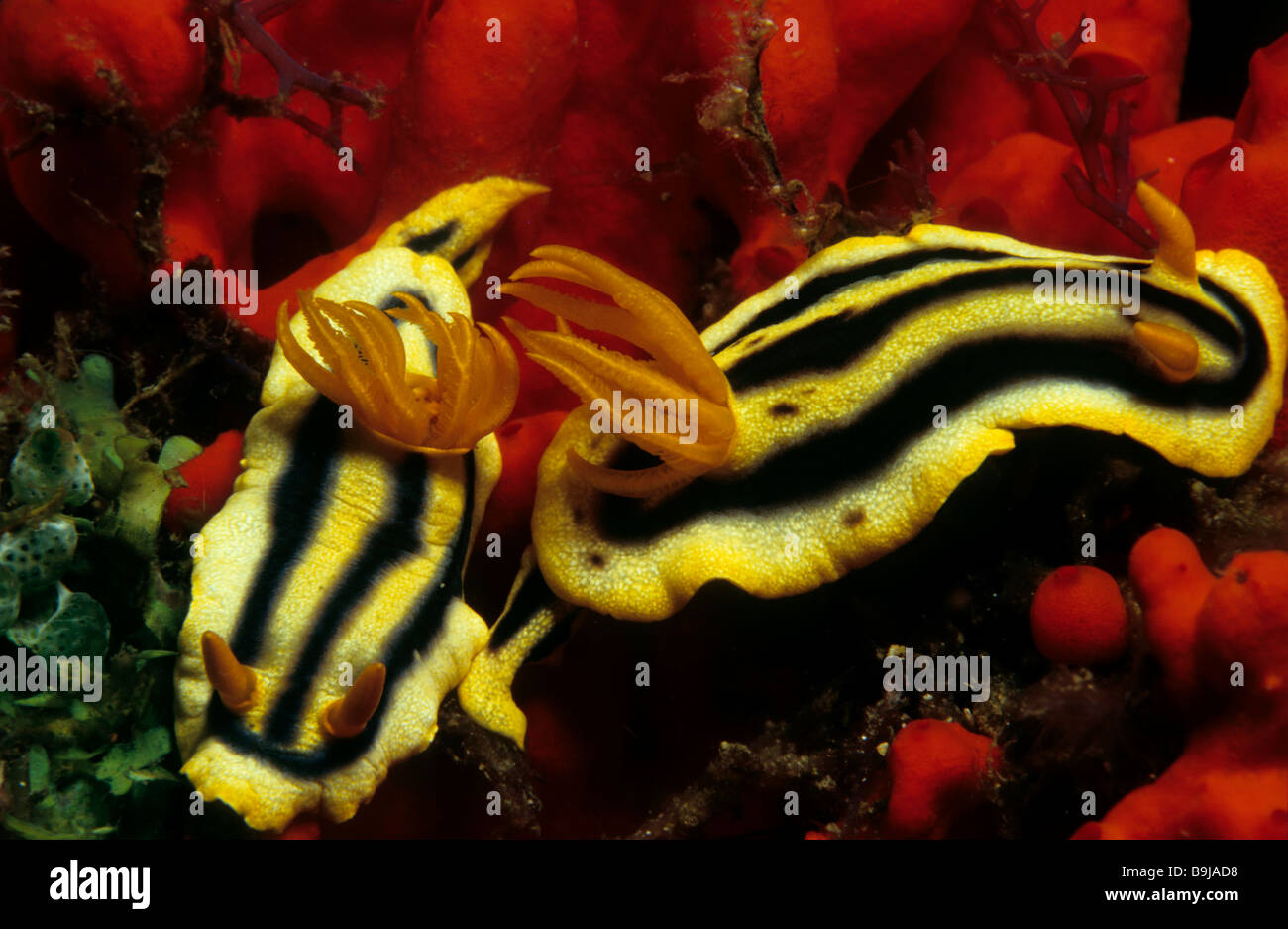 Joshis Magnificent Slug (Chromodoris joshi) on a red sponge ...