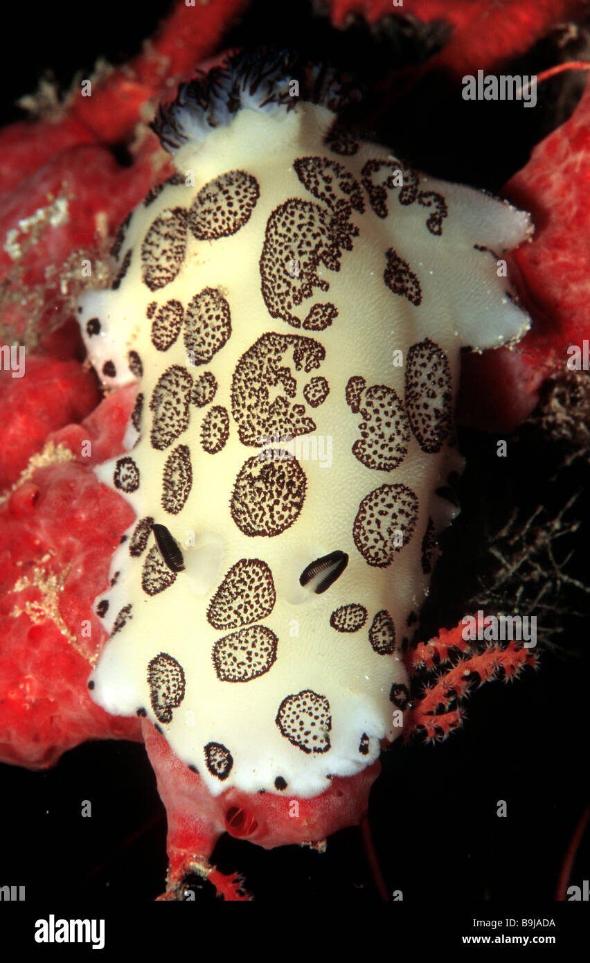 Leopard Sea Slug (Jorunna funebris), Philippines, Southeast Asia Stock ...
