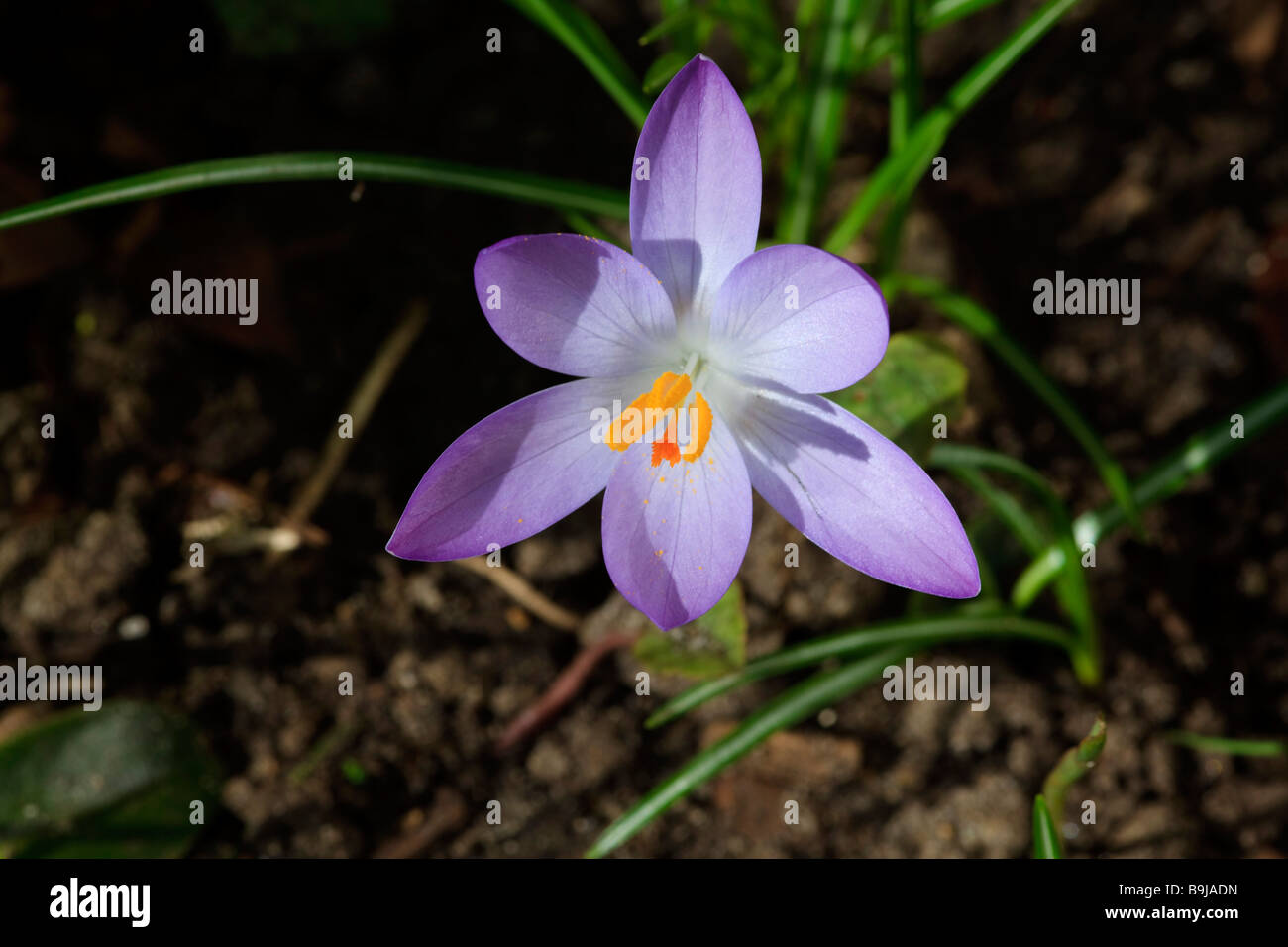 Single crocus hi-res stock photography and images - Alamy