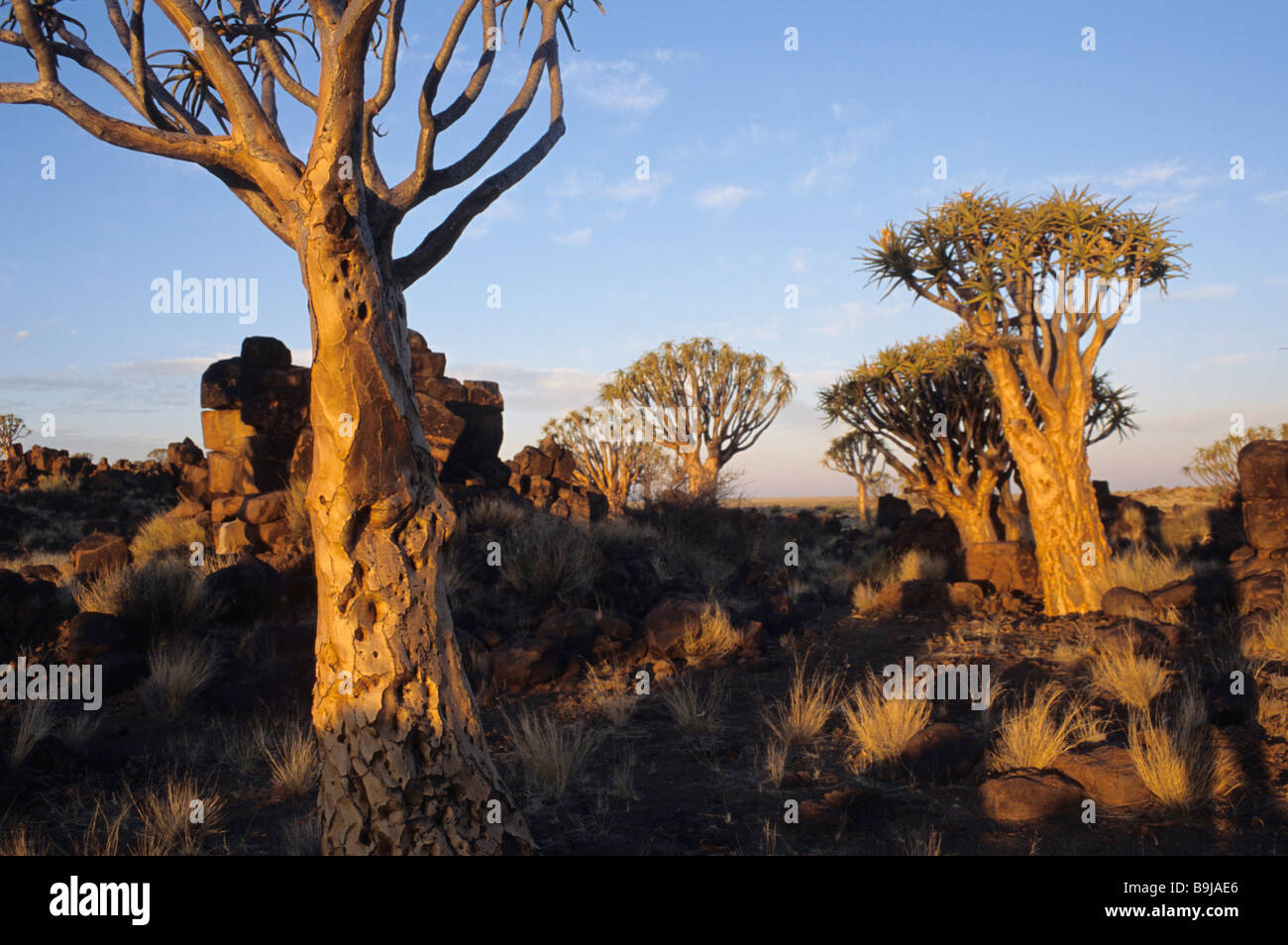 quiver tree namibia Stock Photo - Alamy