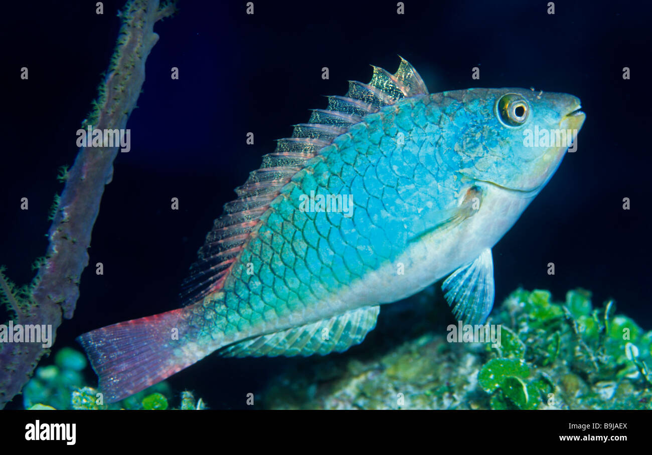 Curacao underwater hi-res stock photography and images - Alamy