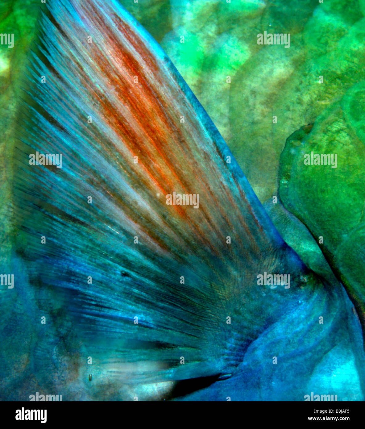 Bicolour hi-res stock photography and images - Alamy